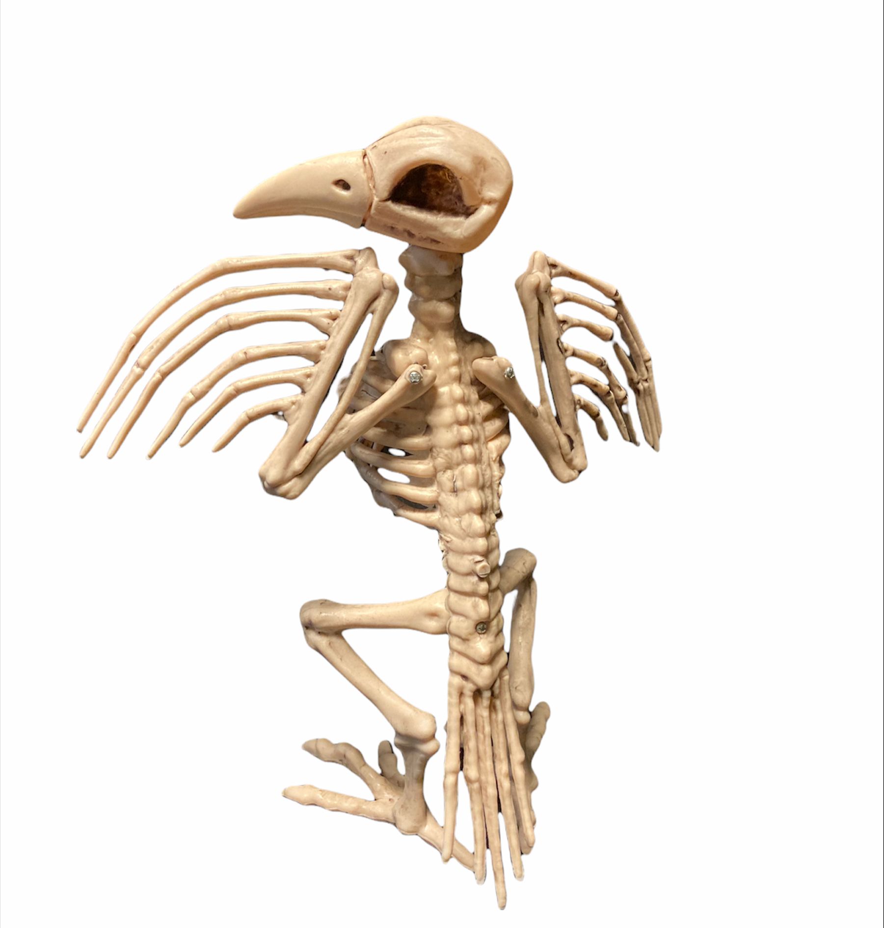 Bird skeleton | Bird skeleton rental. Halloween. | EventRent